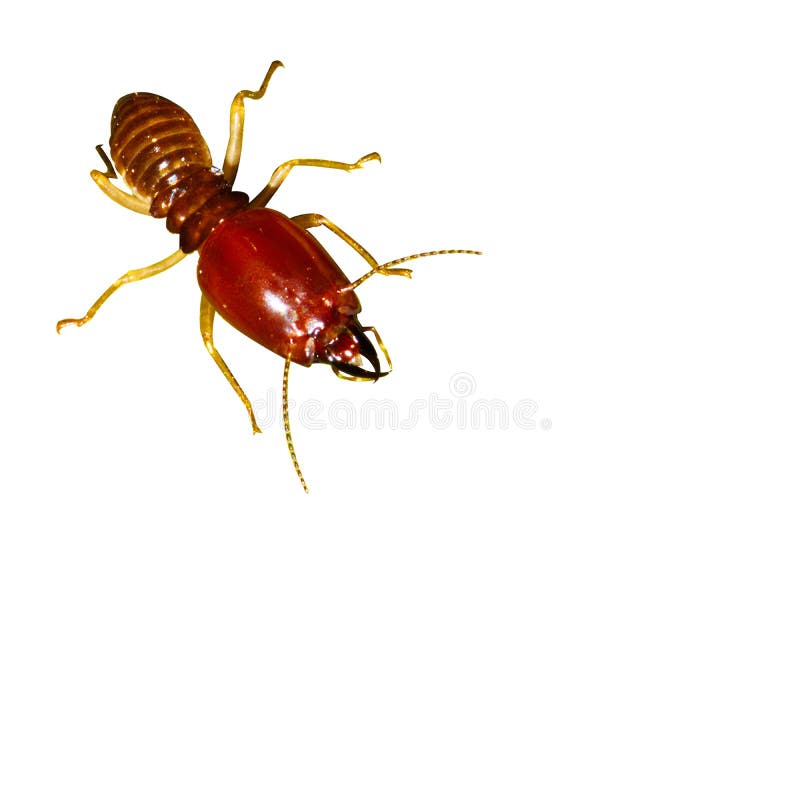 Termite on Isolated Whited Background Stock Photo - Image of white ...