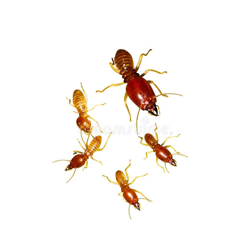 Termite on Isolated Whited Background Stock Image - Image of wildlife ...
