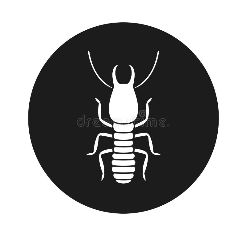 Termite Isolated on White Background, Insect Species Termite Ant Eaten ...