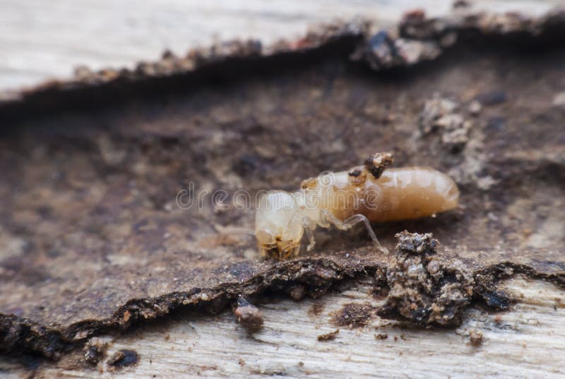 Termite macro stock photo. Image of termite, design - 218303264