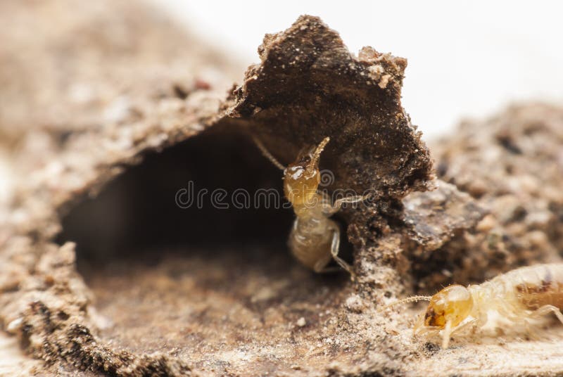 Group of termite stock photo. Image of wood, group, insecta - 20038692