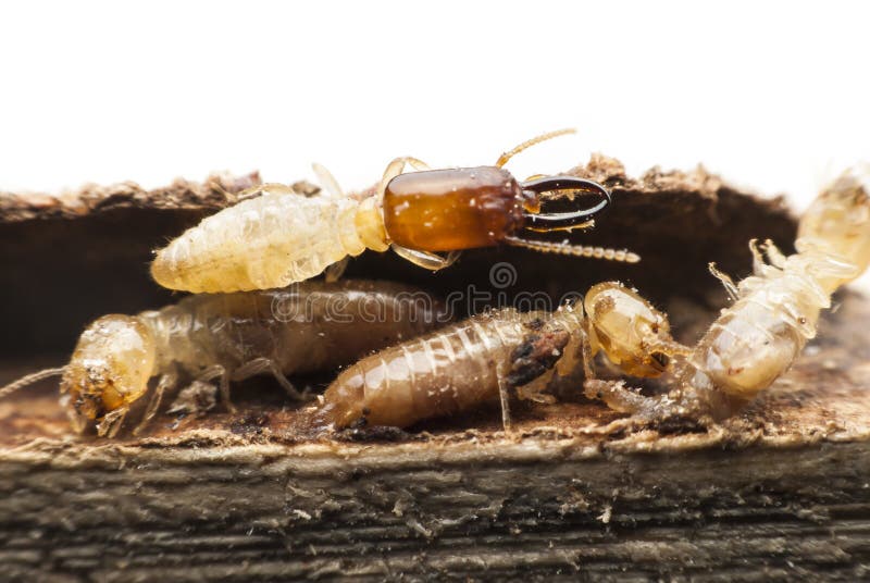 Termites nesting stock image. Image of pest, wood, macro - 55463815