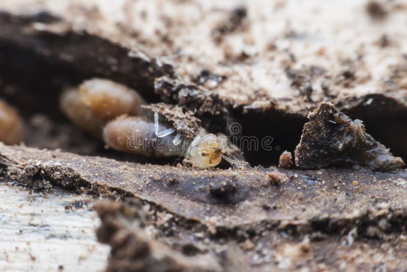 Termite macro stock image. Image of design, material - 44274669