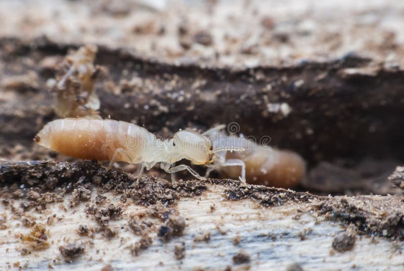 Termite macro stock image. Image of home, exterior, aged - 44274783