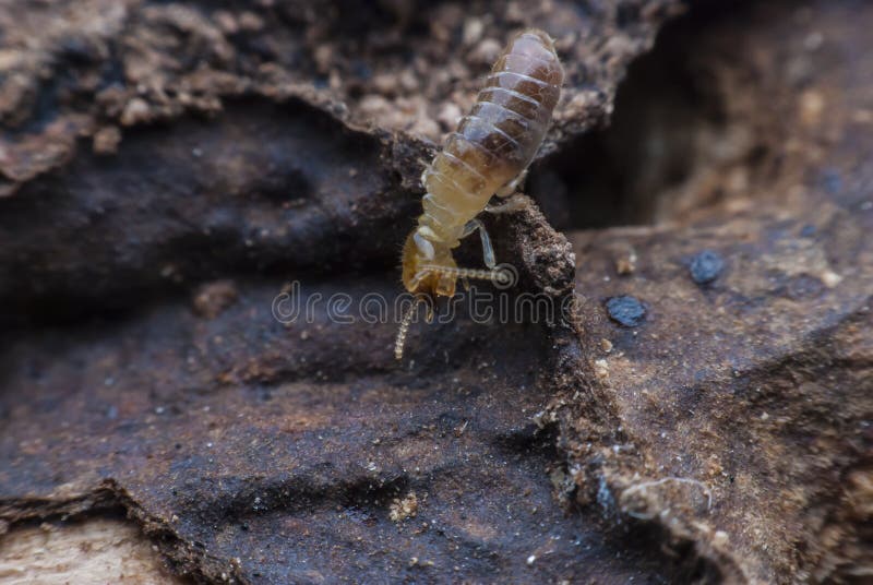 Termite macro stock photo. Image of surface, pest, texture - 44274836