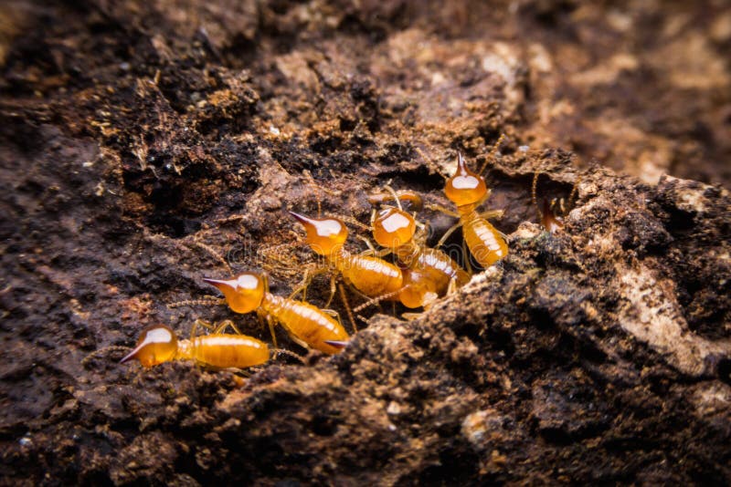 Termite soil stock image. Image of termite, timber, carpentry - 24040743