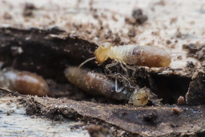 Termite macro stock photo. Image of maintenance, bark - 216205944