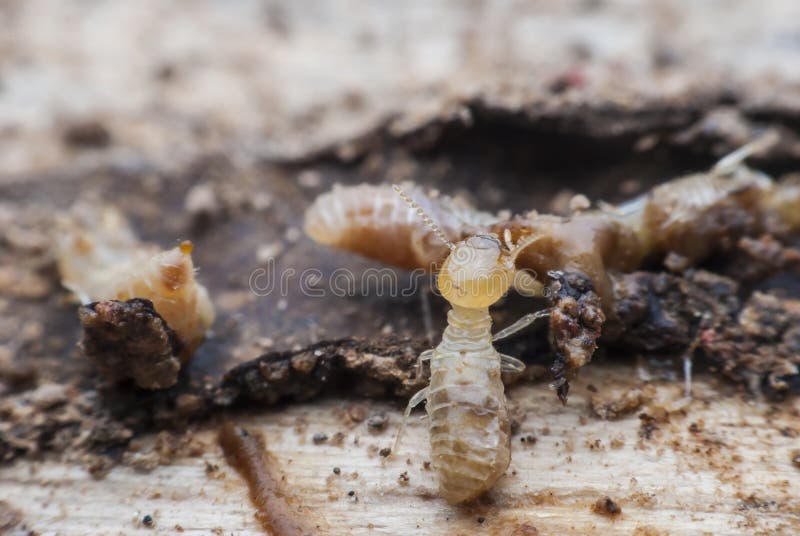 Termite macro stock photo. Image of aged, nature, texture - 216205950
