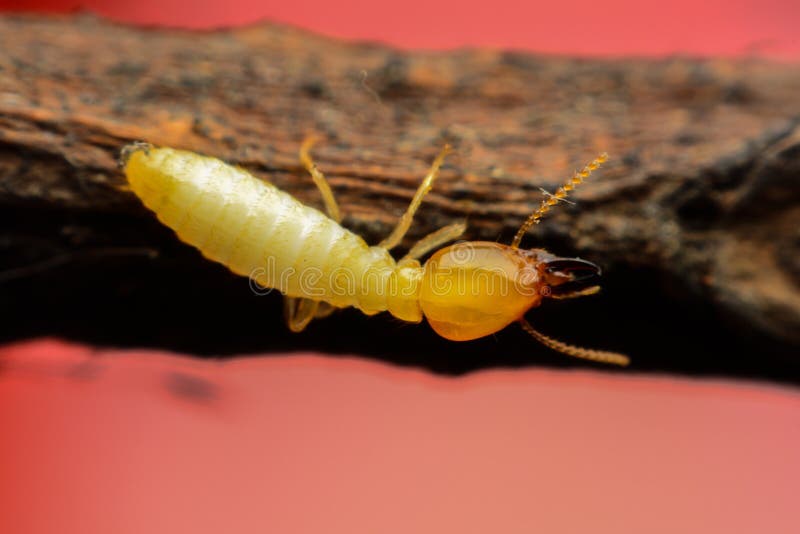 Group of termite stock photo. Image of wood, group, insecta - 20038692