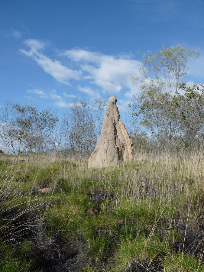 Termite Mould stock photo. Image of termite, ecosystems - 22489364
