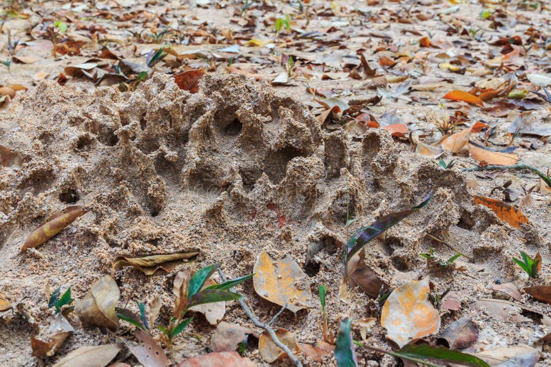 Termite mound stock photo. Image of leaf, hole, landscape - 29332718