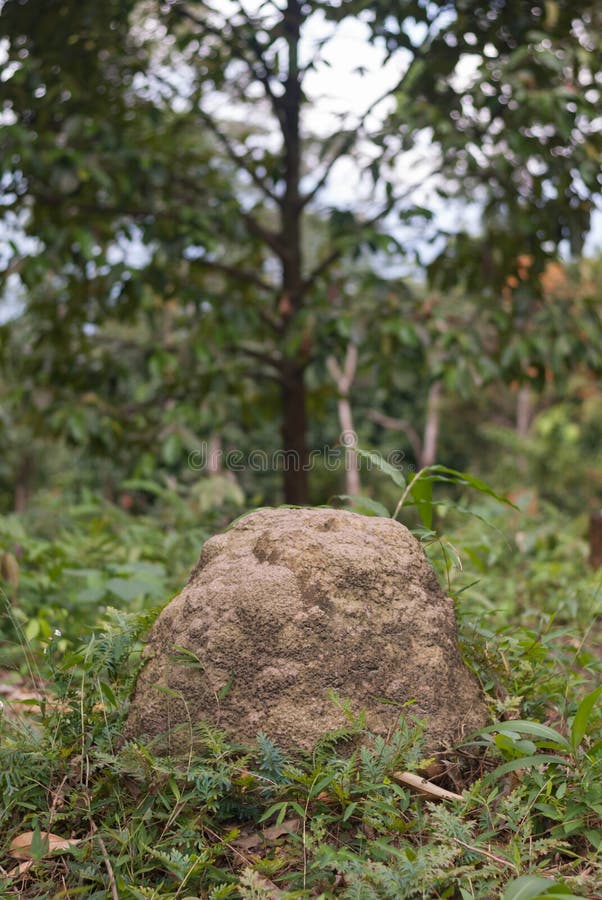 Termite Mound Castle Stock Photos - Free & Royalty-Free Stock Photos ...