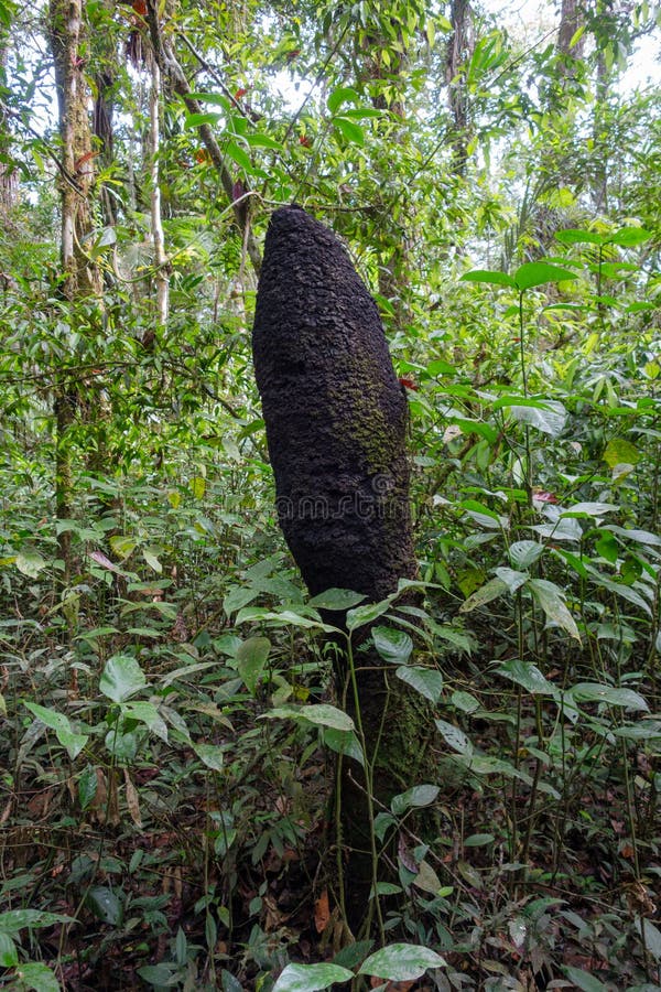 Termite Mound in the Amazon Rainforest of Cuyabeno Reserve Stock Photo ...