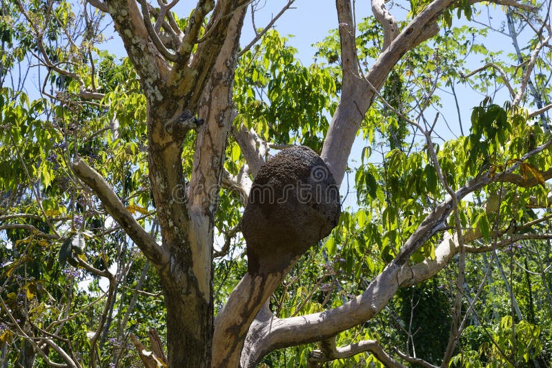 Termite Mound, Amazonian Rainforest, Amazonas State, Brazil Stock Photo ...