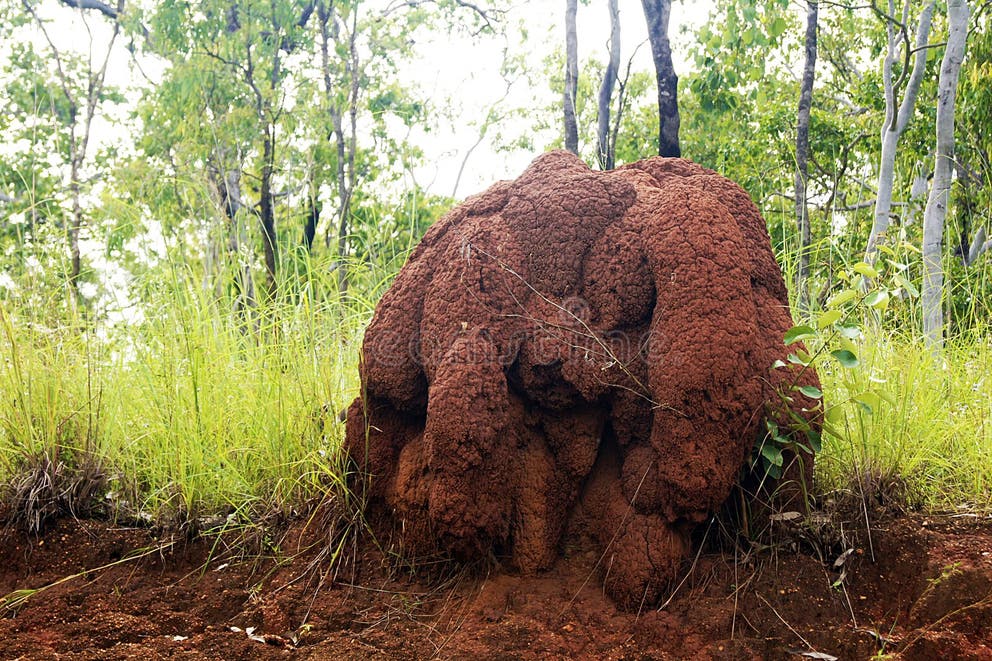 Termite Mound on the Atherton Tablelands , Australia Stock Image ...