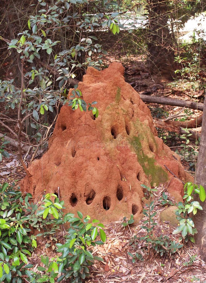 Termite mound stock image. Image of large, giant, outdoor - 61592377