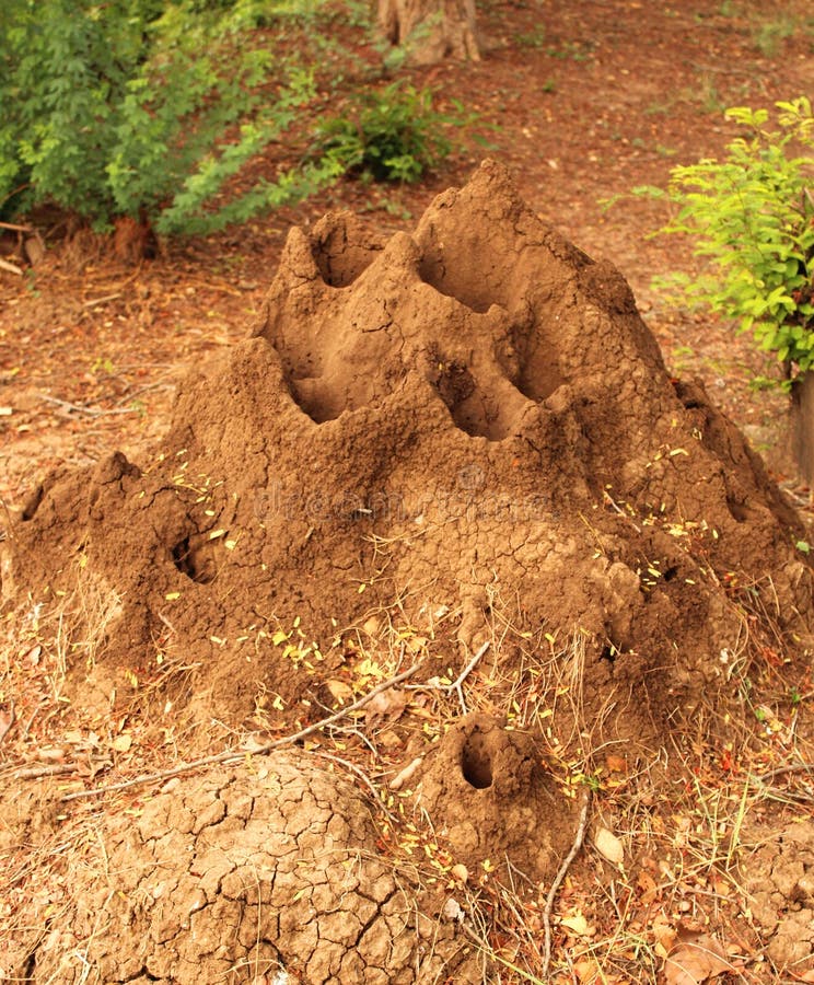 Termite mound stock photo. Image of india, colony, wildlife - 73210188