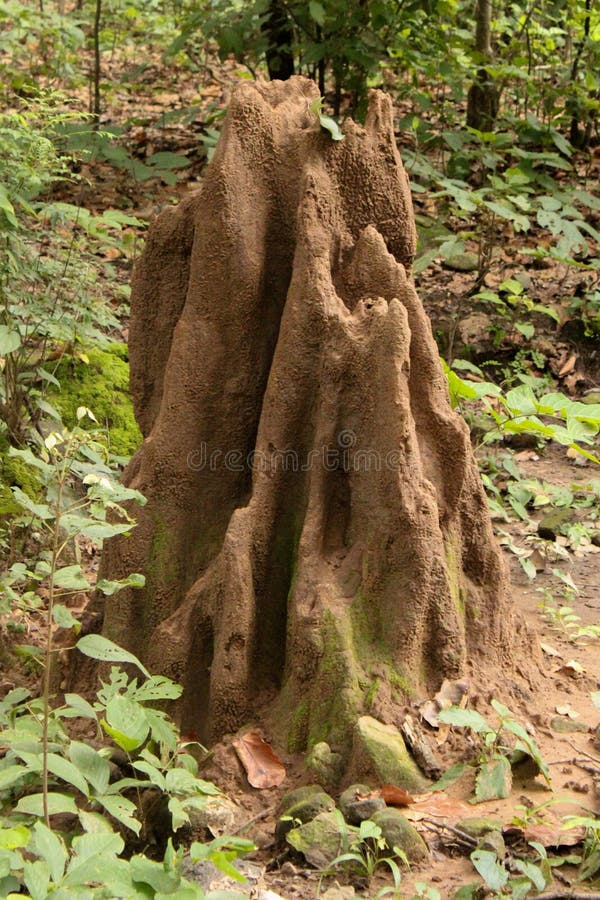 Termite house stock image. Image of grass, environment - 255327987