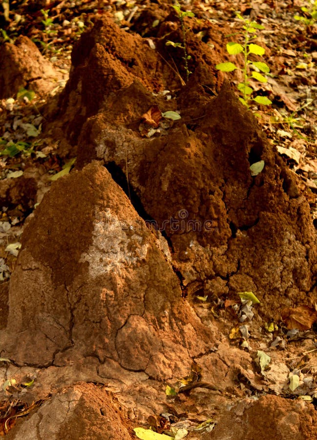 Termite Mound in the Forest. Stock Photo - Image of structure ...