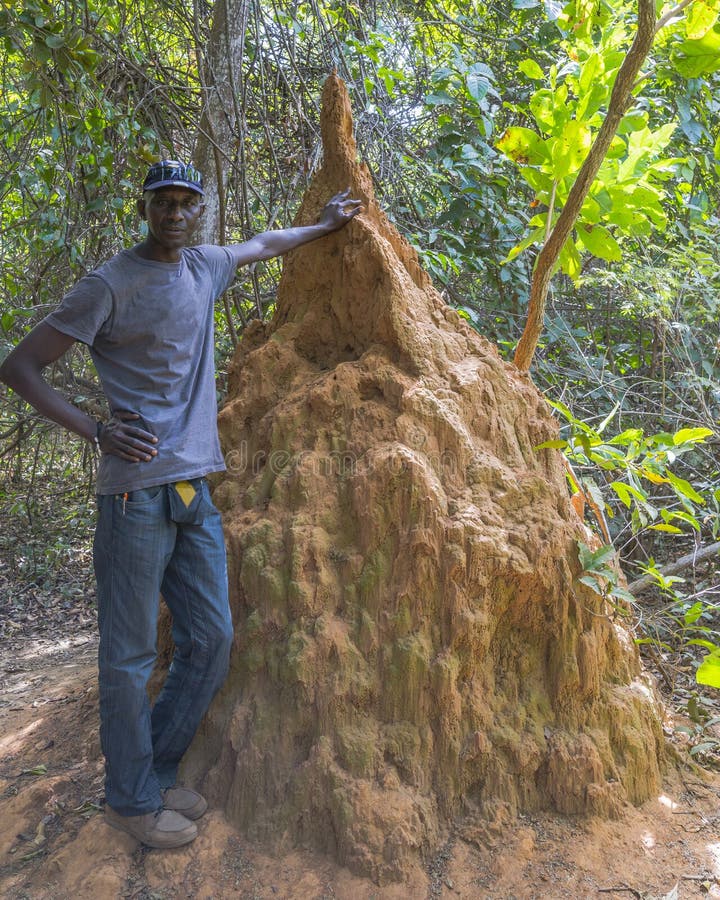 Termite Mound stock image. Image of natural, jungle, african - 66223507