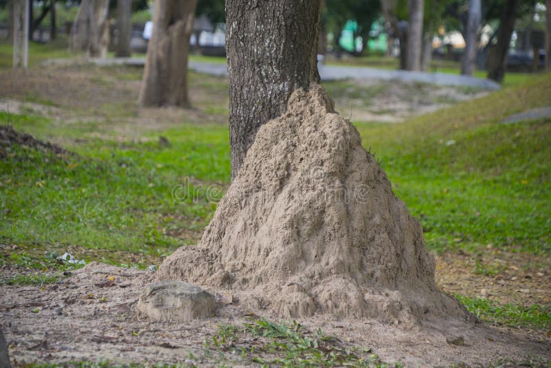 Termite Mound. Giant Termites,Big Anthill on Grass Field Under the Tree ...