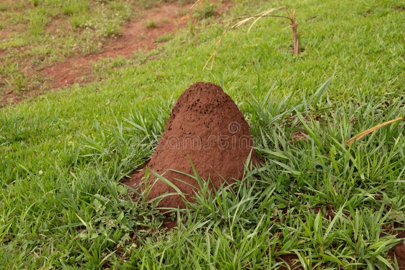 Small Termite Mound stock image. Image of territory - 204447447