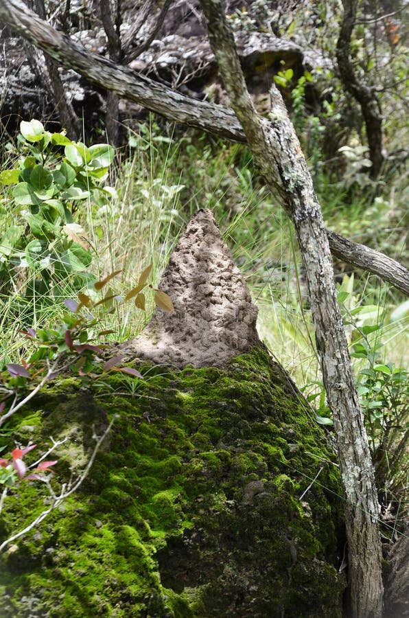Termite Mound Growing on Top of Another Termite Mound in the Field ...