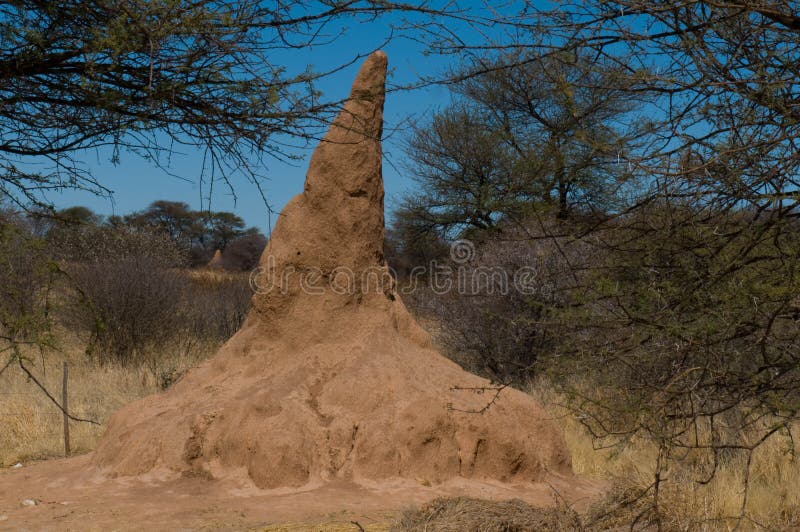 Termite mound in Namibia stock image. Image of travel - 23290075