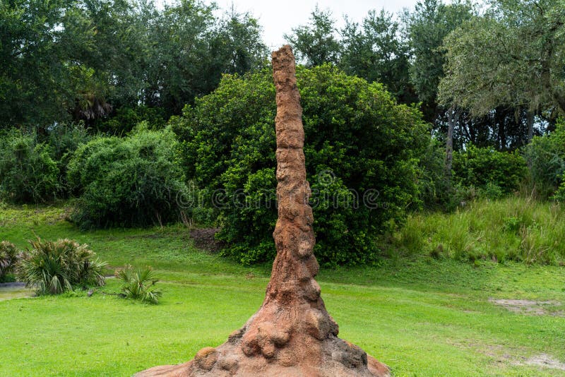 545 Termite Field Stock Photos - Free & Royalty-Free Stock Photos from ...