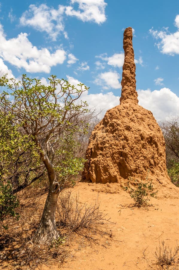 Ethiopian Termite Mounds in the Forest. Landscape Nature. Africa Stock ...