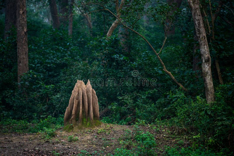 Terai Woodland Forest Stock Photos - Free & Royalty-Free Stock Photos ...