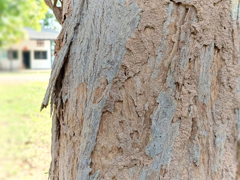 Termite Mound on a Tree in a Rain Forest with High Humidity. Stock ...