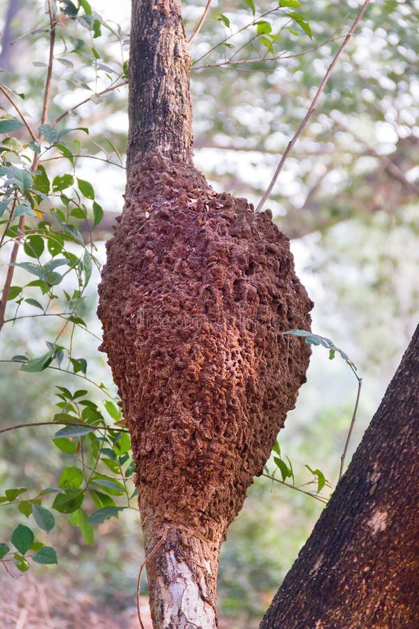 Termite mound on a tree stock photo. Image of live, green - 273698458