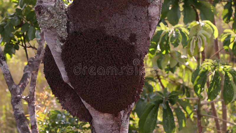 Termite Mound in a Tree Trunk Stock Footage - Video of nature, desert ...