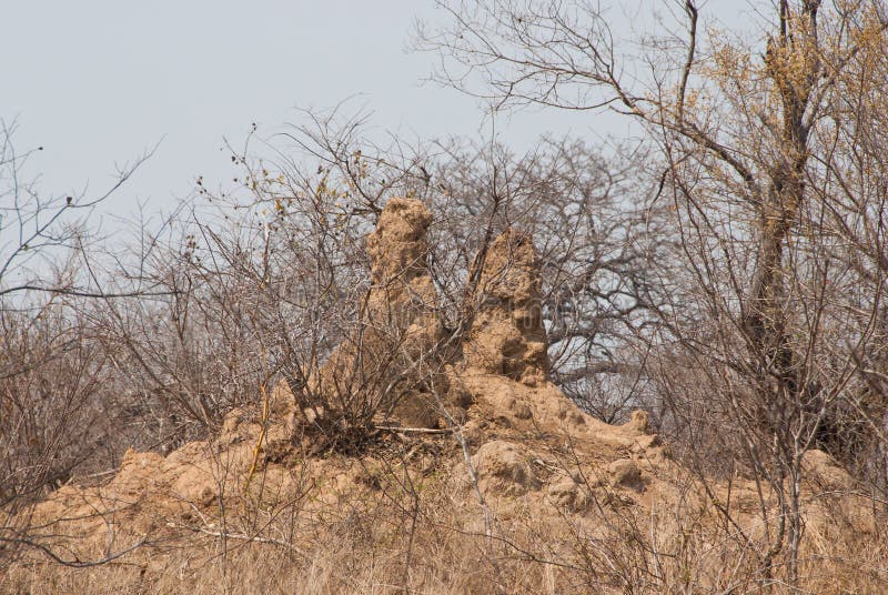 Termite mound stock photo. Image of wildlife, african - 52435686