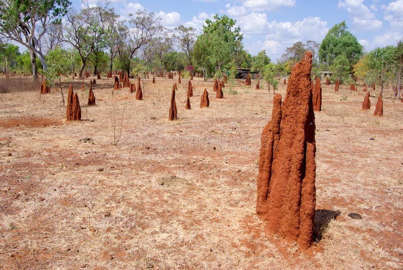 Termite mounds stock image. Image of sparse, sculptured - 22677431
