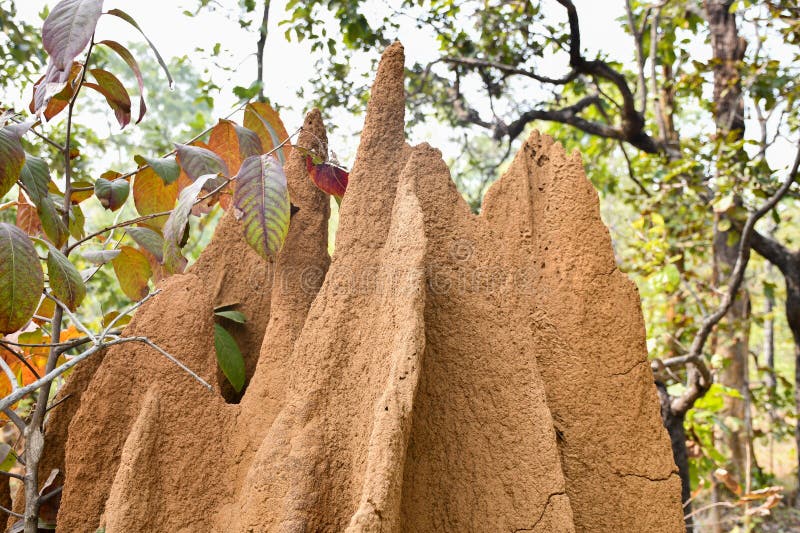 Termite mounds stock photo. Image of tree, field, green - 304050206