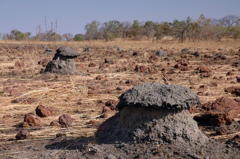 Termite Mounds in West Africa Stock Image - Image of horizontal, africa ...