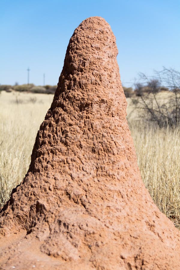 Termite mount stock photo. Image of termite, spotting - 59687904