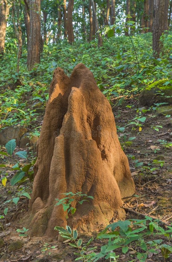 Termite mount stock photo. Image of natural, environment - 95283736