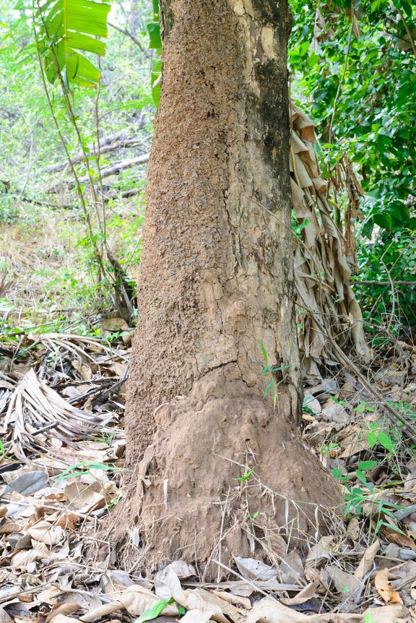 Termite Nest Made from Soil Under the Tree Stock Photo - Image of asian ...
