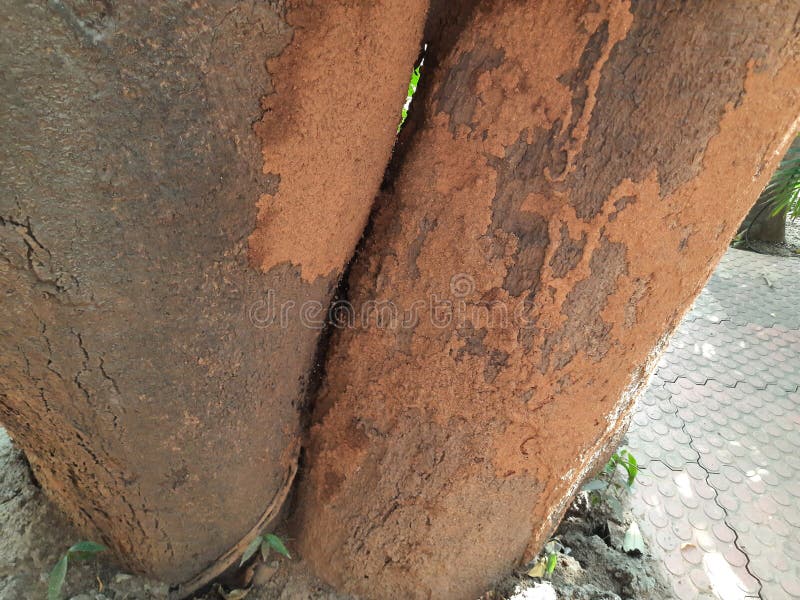 Termite Nest on a Mango Tree. Stock Image - Image of plant, termite ...