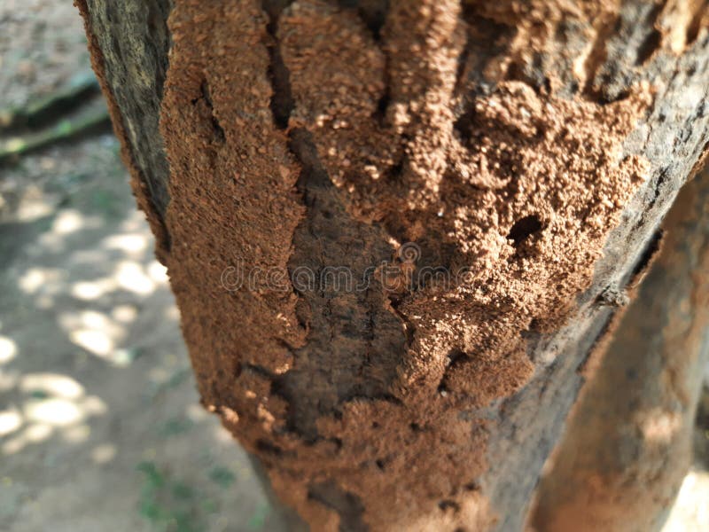 130 Termite Infested Forest Stock Photos - Free & Royalty-Free Stock ...