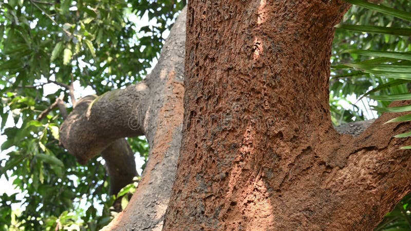 Termite Nest on a Mango Tree. Stock Video - Video of plant, gray: 382229361