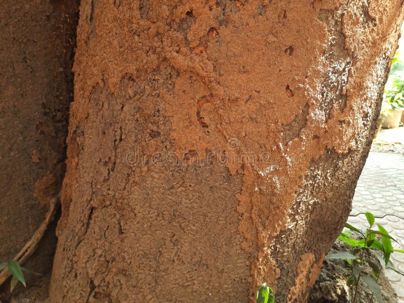 Termite Nest on a Mango Tree. Stock Photo - Image of park, closeup ...