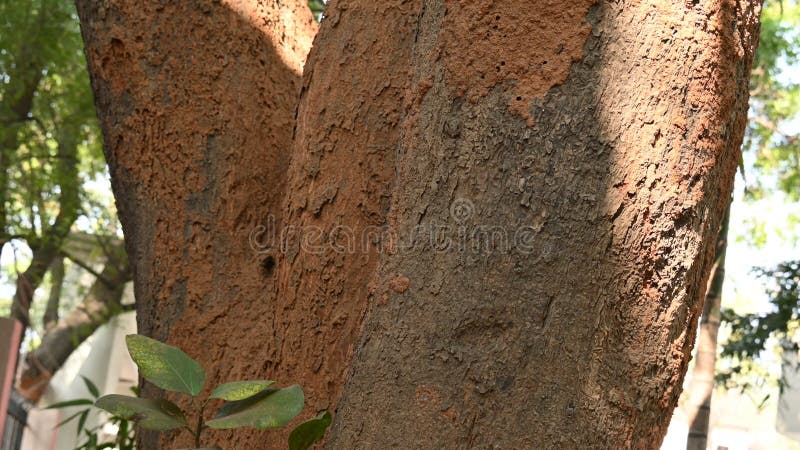 Termite Nest on a Mango Tree. Stock Video - Video of tree, plant: 382228921