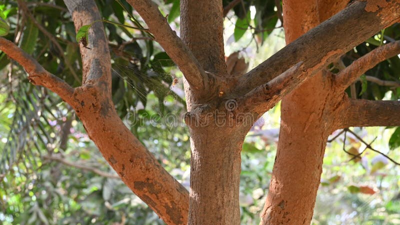 Termite Nest on a Mango Tree. Stock Footage - Video of wood, nest ...
