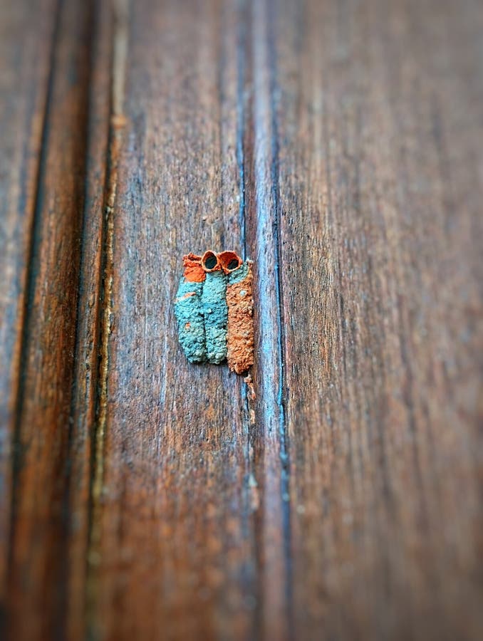 Termite Nest Nesting in the Door Stock Image - Image of nest, small ...