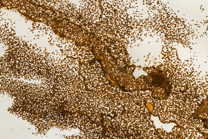 Termite Nest on a Sheet of Paper Stock Image - Image of detail, decay ...