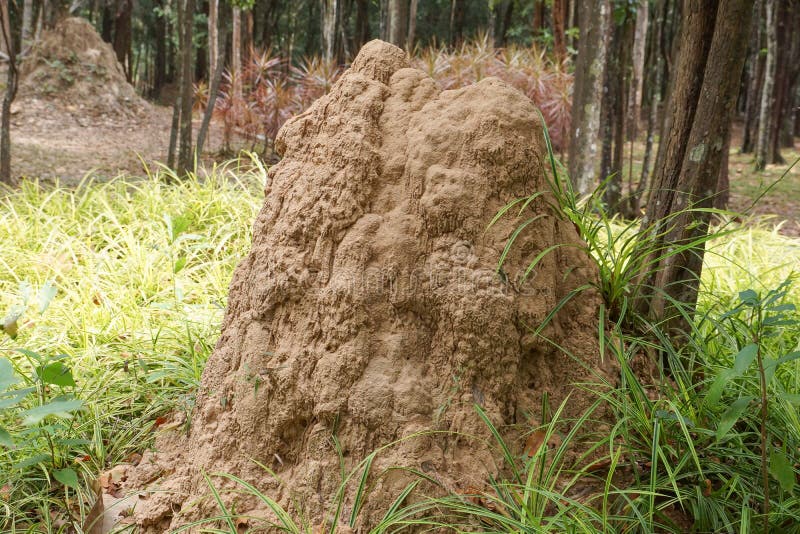 Termite nest stock photo. Image of dirt, structure, nature - 111981496